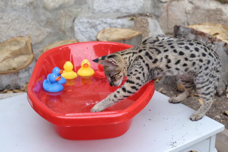Wild Cat in Bath with Colorful Plastic Ducks Stock Photo - Image of ...