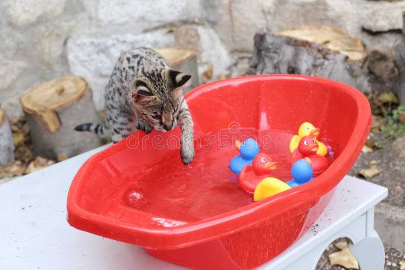 Wild Cat in Bath with Colorful Plastic Ducks Stock Photo - Image of ...