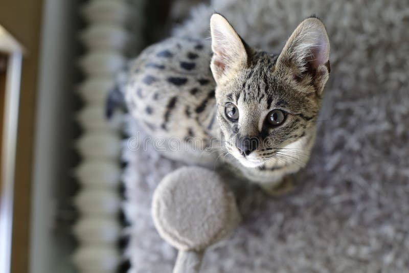 Wild Cat in Bath with Colorful Plastic Ducks Stock Photo - Image of ...