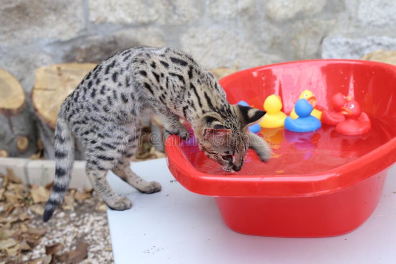 Wild Cat in Bath with Colorful Plastic Ducks Stock Photo - Image of ...