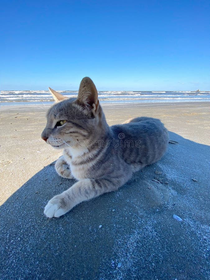 Wild cat on the beach stock photo. Image of wild, feral - 324747976