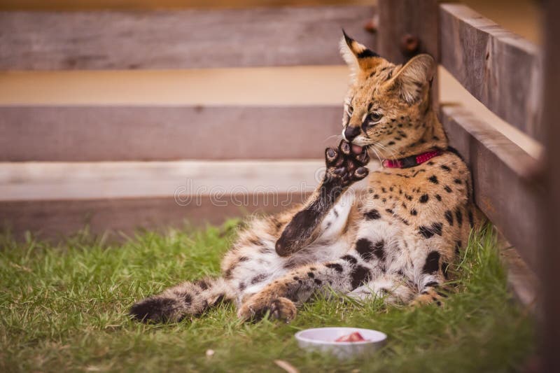 Wild cat in captivity stock image. Image of animals, wild - 37534273