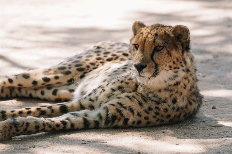 Wild Cat Cheetah Lying Down after Feeding in One of African Nature ...