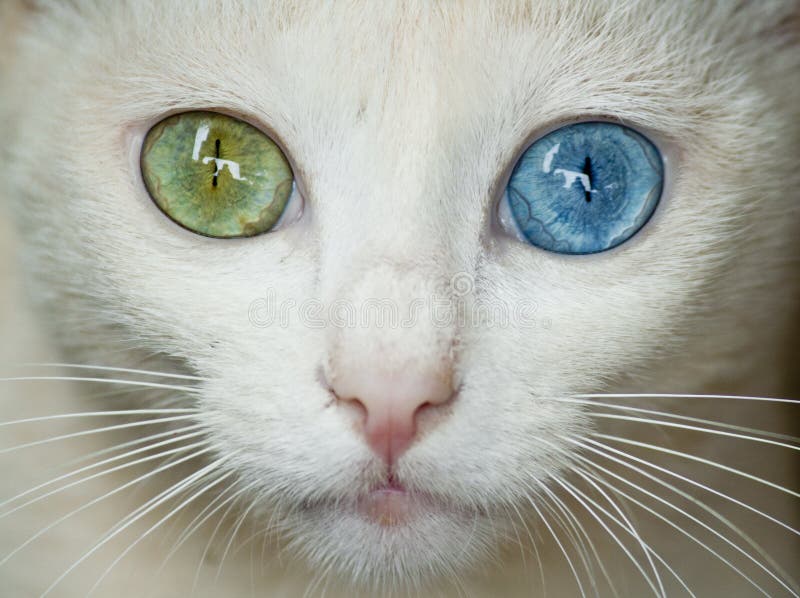 Heterochromia Eyes Cat