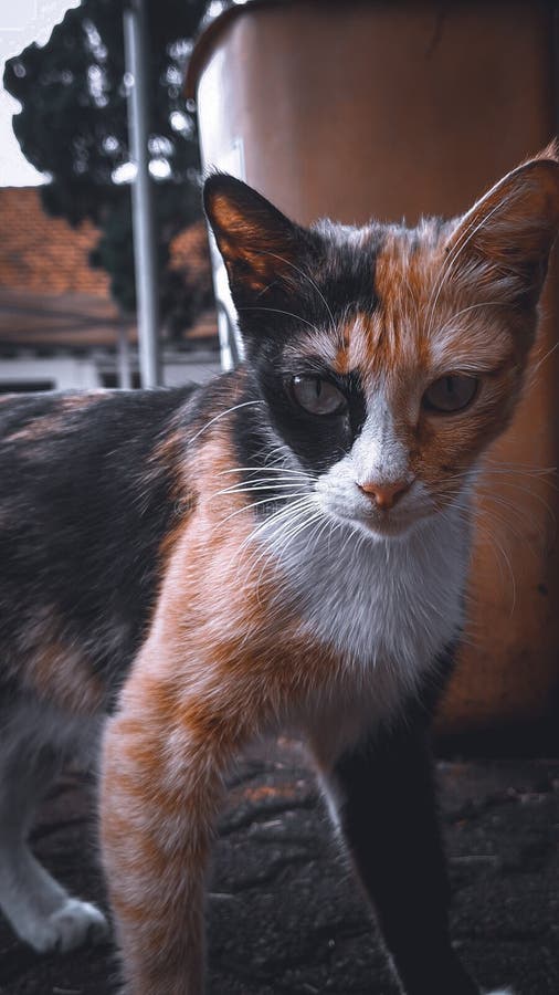Wild Cat at the Corporate Parking Car Stock Image - Image of wild ...