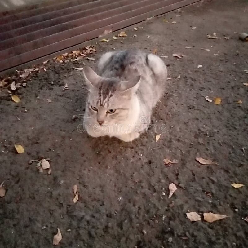 The Wild Cat so Cute and Beautiful Stock Image - Image of beau, wild ...