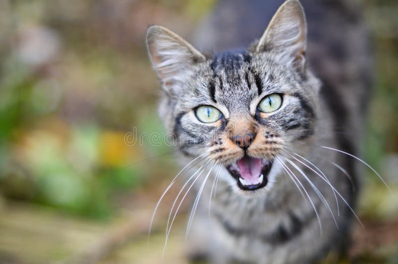 Wild Cat stock photo. Image of adorable, bright, camera - 40393106