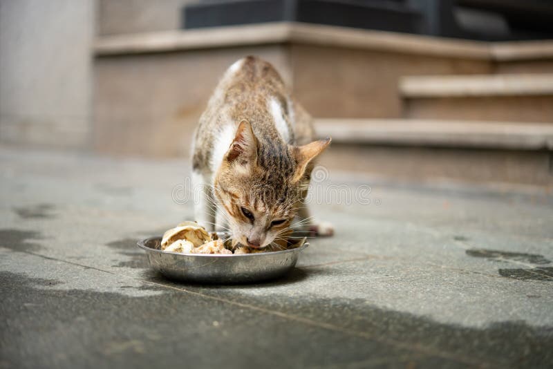 Wild Cat Eating Food in a Dish Stock Image - Image of homelessness ...
