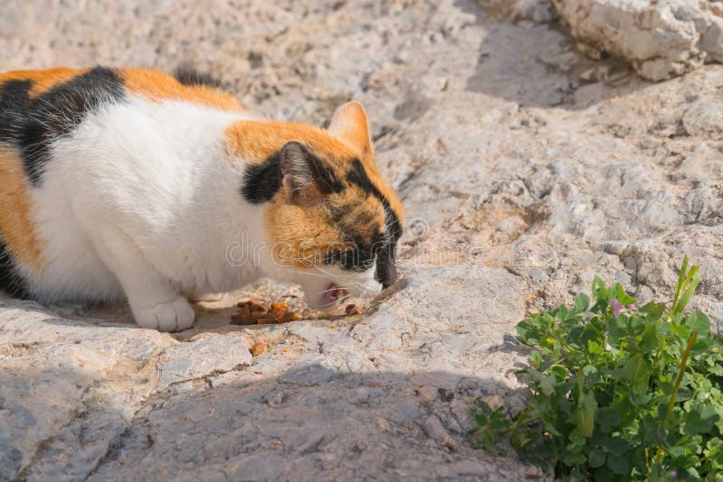 A Wild Cat Eating Some Fruit Cores Stock Photo - Image of felis ...