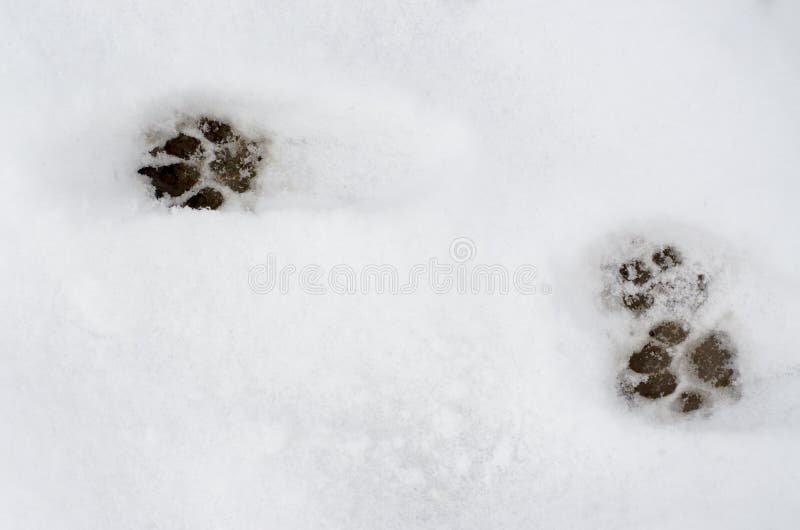 Wild Cat Footprints on White Snow Stock Image - Image of snow, outdoor ...