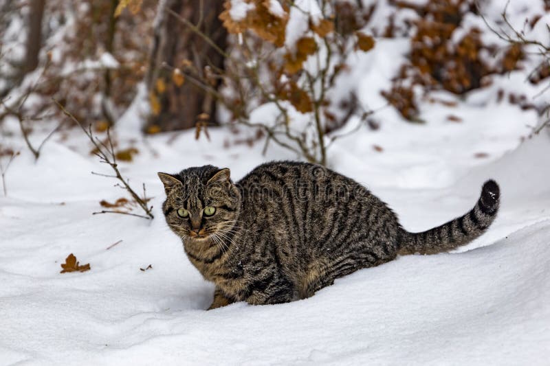 A Wild Cat Hunts in a Snowy Forest in Winter Stock Image - Image of ...