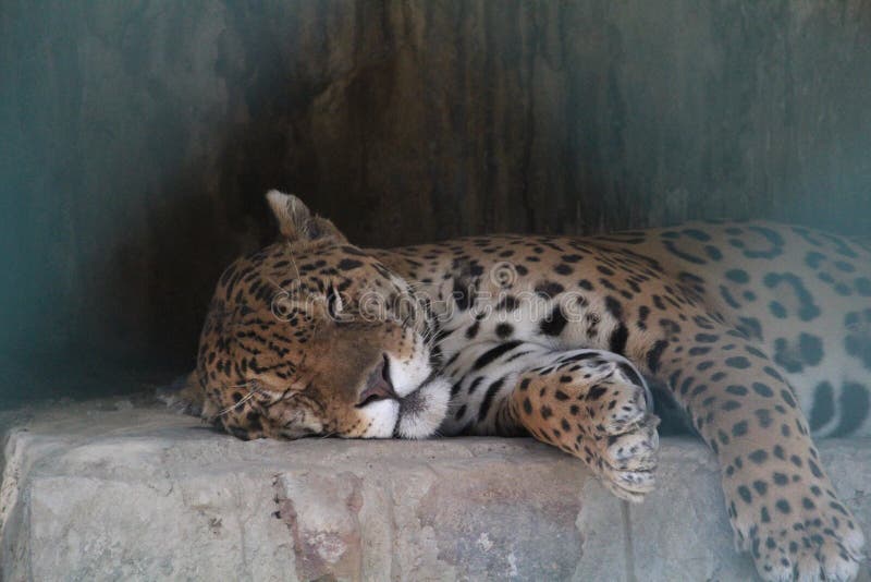 Wild Cat stock photo. Image of sleeping, cage, jaguar - 73422584