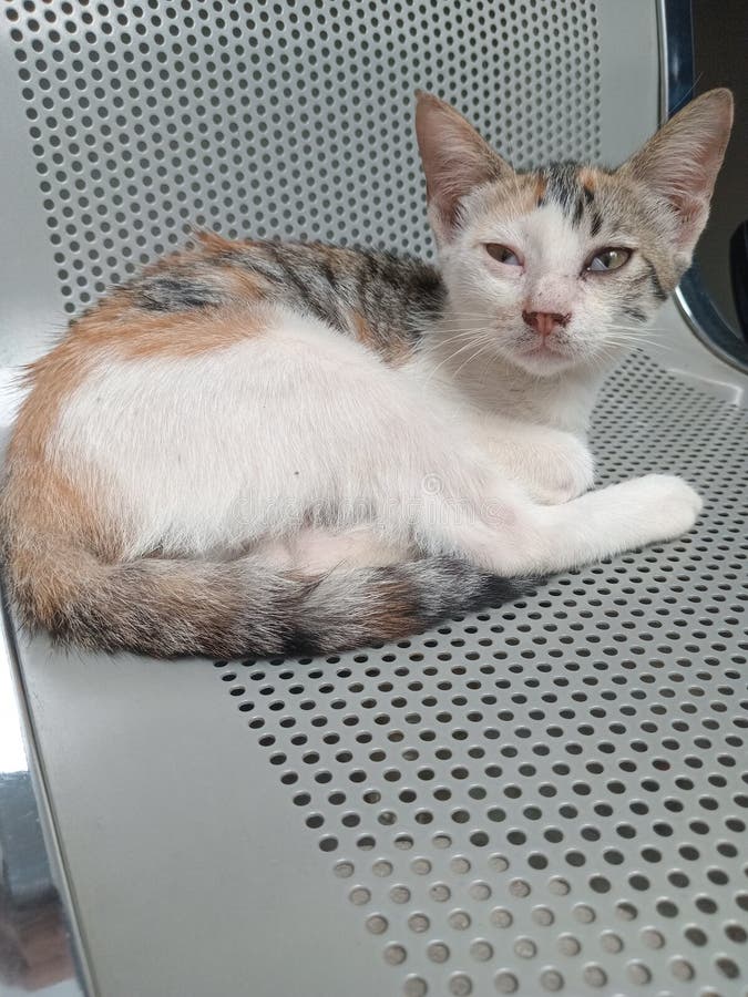 A Wild Cat in the Local Community, White and Brown in Color Stock Photo ...