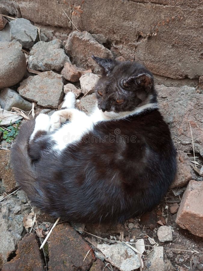 This Wild Cat Looks Tired and Has Injuries To Its Ears Stock Image ...