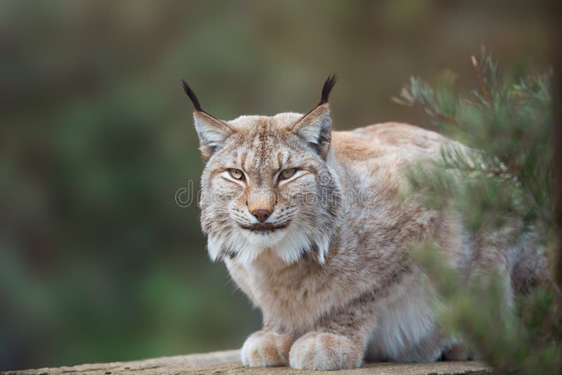 Lynx in wild nature stock photo. Image of cats, summer - 21615390