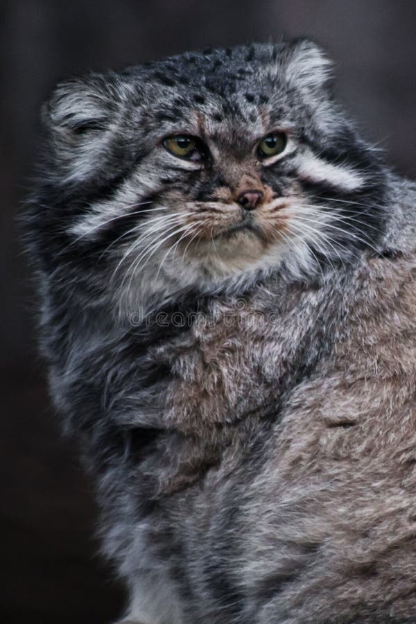 The Wild Cat is a Manul, a Large Cat with a Disgruntled Face and Bad ...