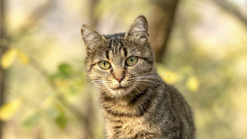 Wild male cat eyes stock image. Image of face, paws - 141126033