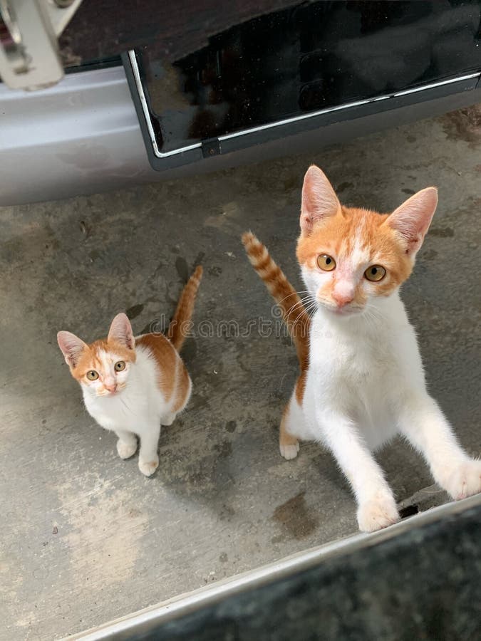 Wild Cat stock image. Image of house, outside, wild - 208370715