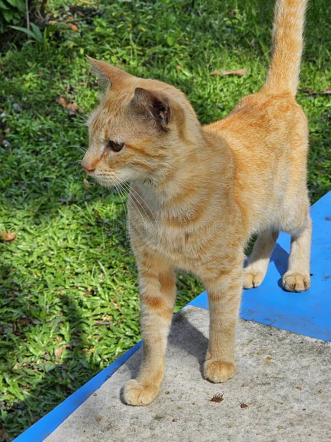 A Wild Cat Playing Alone in the Garden Stock Image - Image of grass ...