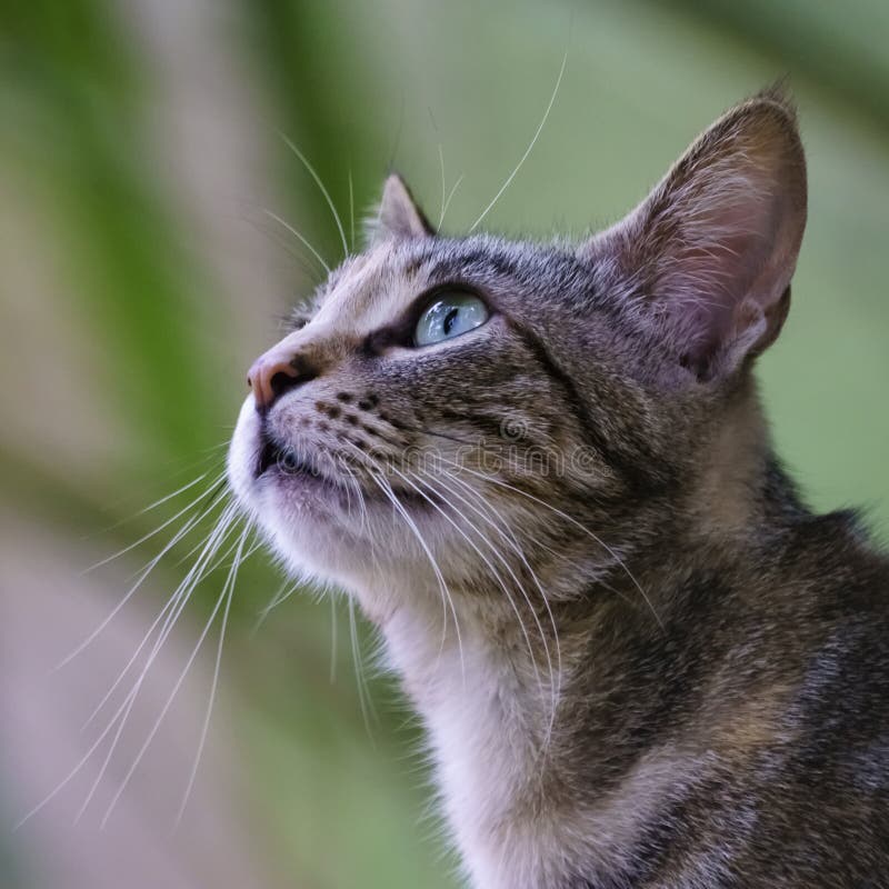 Wild Cat Portrait Profile stock photo. Image of kitty - 150037256