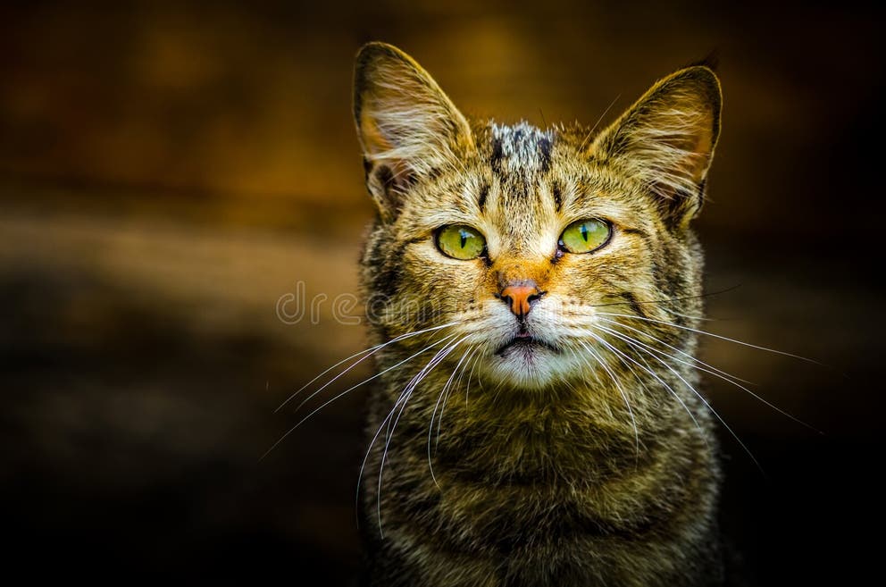 Wild cat stock image. Image of stray, beautiful, unowned - 39224659