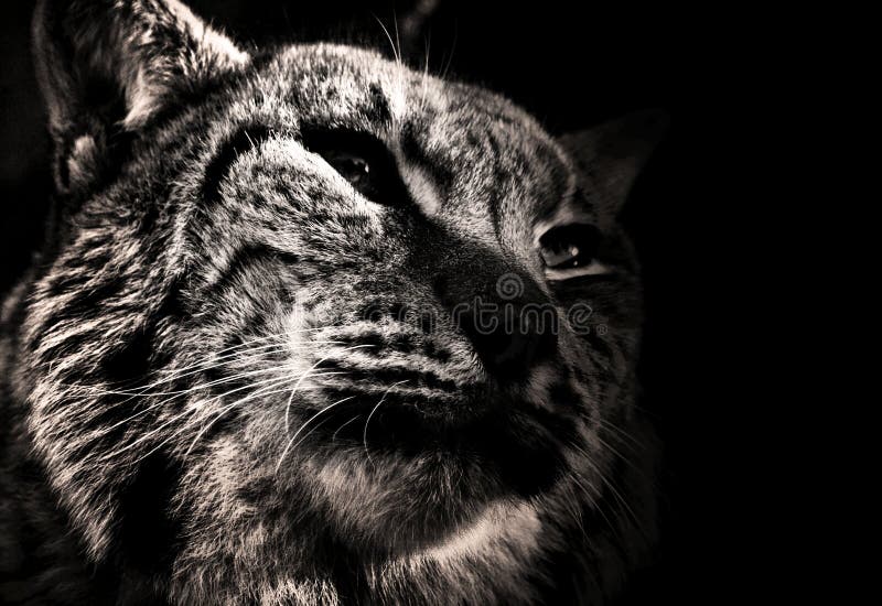Wild cat profile stock photo. Image of portrait, shadow - 12039848