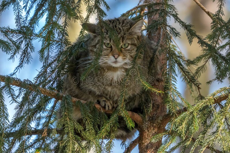 Wild Cat Resting on the Spruce Tree in the Forest Stock Image - Image ...