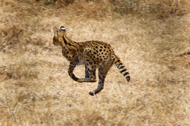 Wild Cat On The Run Picture. Image: 88034113