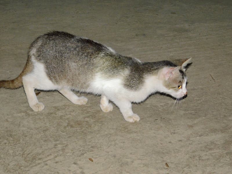 Wild Cat Run on Road, Isolated Stock Image - Image of domestic, black ...