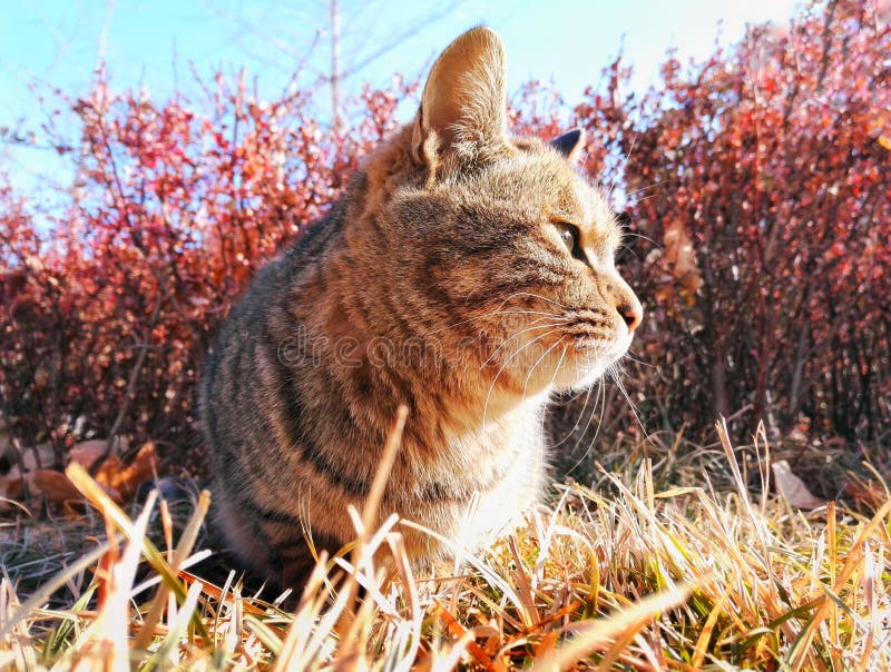 Wild cat 2 stock photo. Image of coat, staring, autumn - 106987318