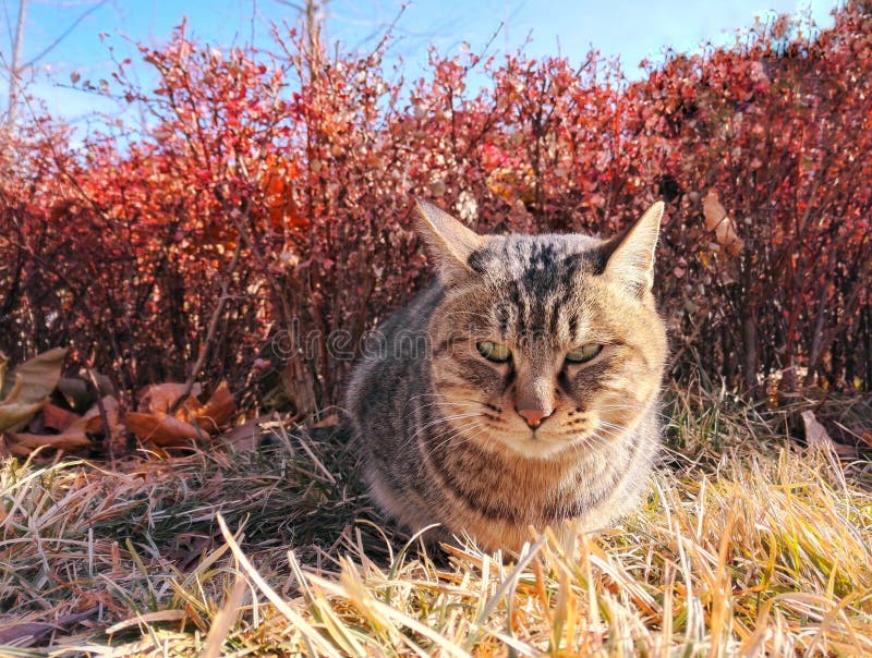 Wild cat stare stock image. Image of wild, stare, autumn - 106987481