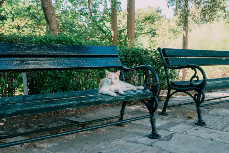 A Wild Cat Sitting on a Park Bench Stock Image - Image of relax, animal ...