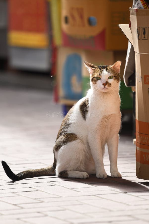 Stray street mangle cat stock image. Image of rural - 207826561