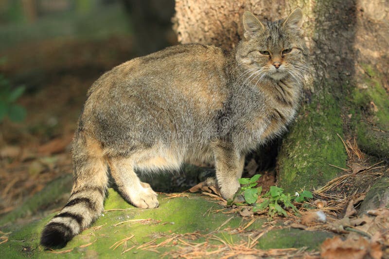 Wild cat stock photo. Image of felis, tree, wildcat, standing - 34181060