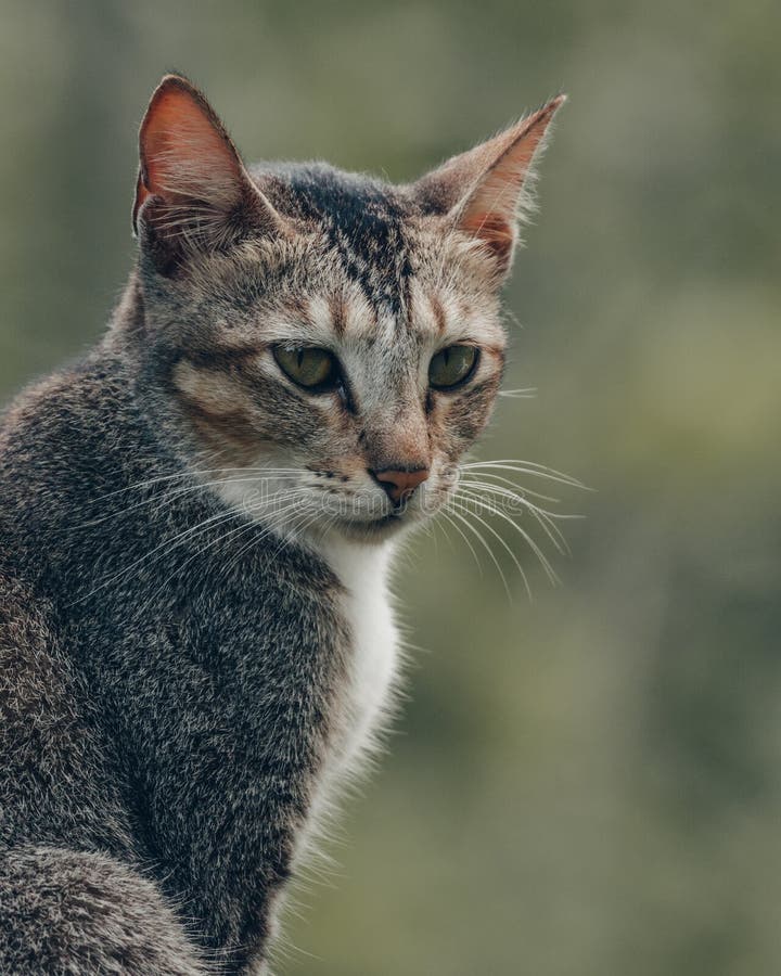 Wild Cat Stare stock image. Image of wild, natural, planet - 247120501