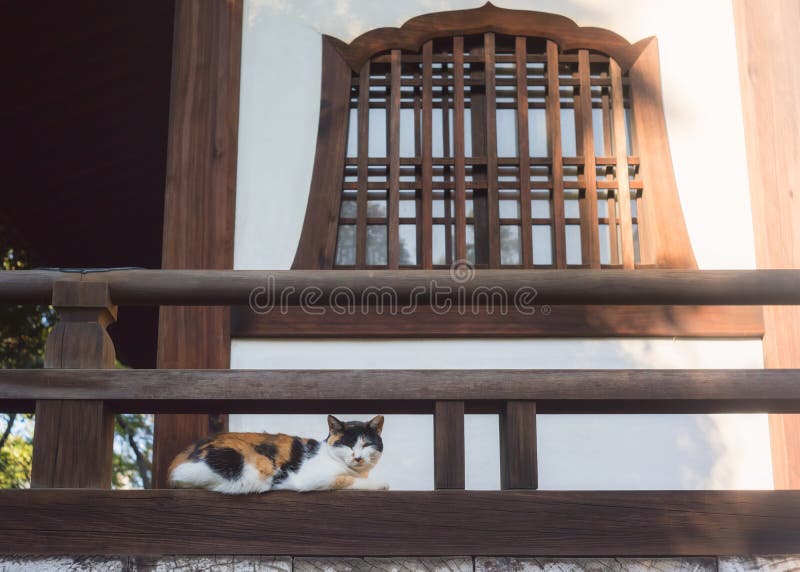 A Wild Cat is in a Temple in Japan Stock Photo - Image of asian, animal ...