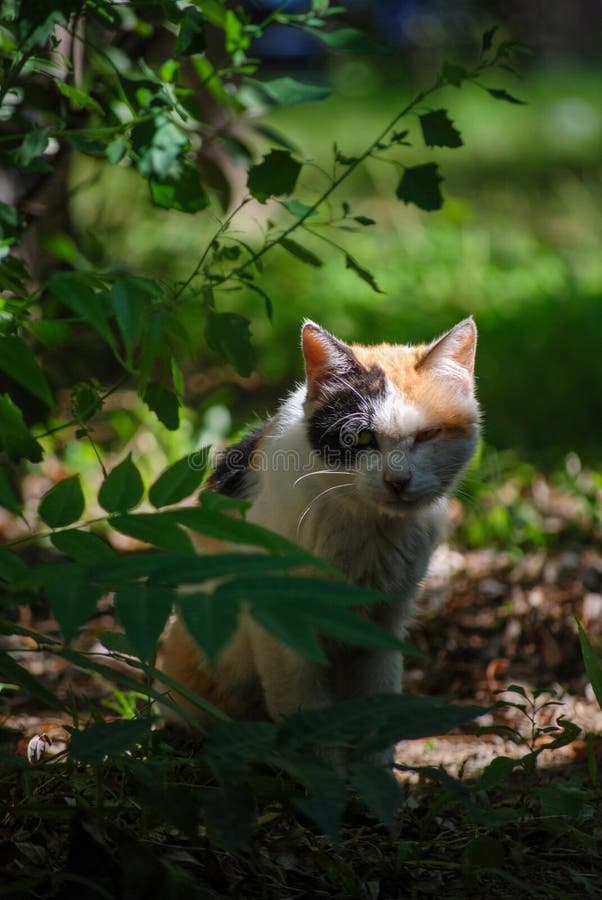 A stray cat in the park stock image. Image of whiskers - 264473669