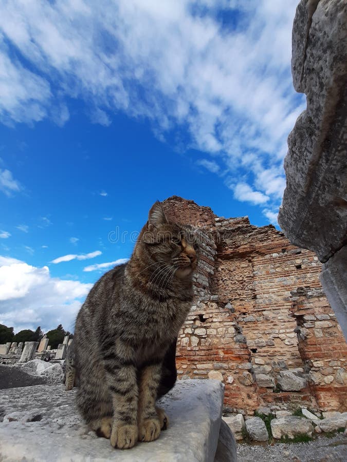 WILD CAT in TURKIYE are so BEAUTIFUL Stock Photo - Image of winter ...