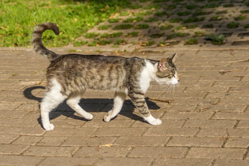 Wild cat walking sidewalk stock photo. Image of green - 180160988