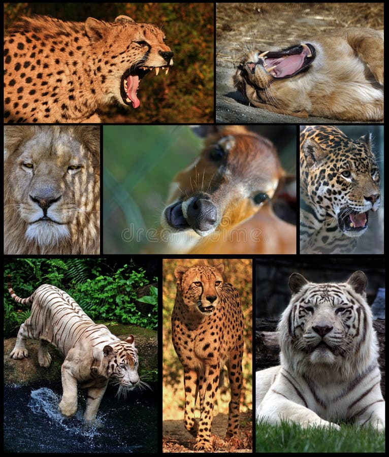 Wild cats collection stock photo. Image of surviving - 18085108