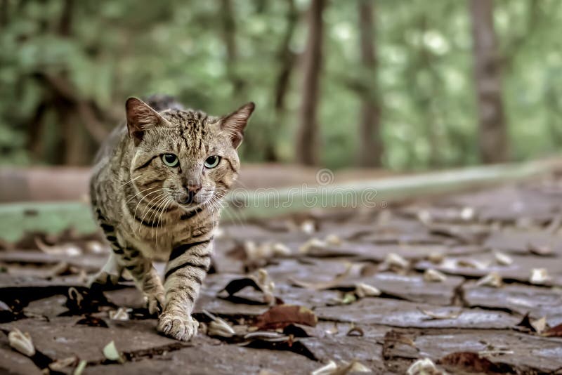 Tigers Walking in the Forest Stock Image - Image of safari, animal ...