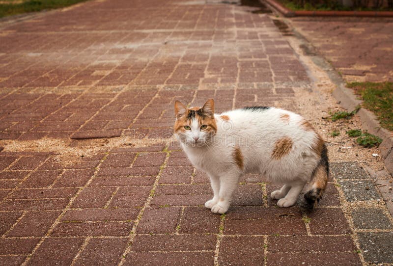 Wild Cats in the Park of Alanya Turkey Stock Image - Image of hissing ...