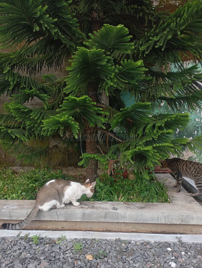 Wild cats playing stock image. Image of yard, playing - 315883457