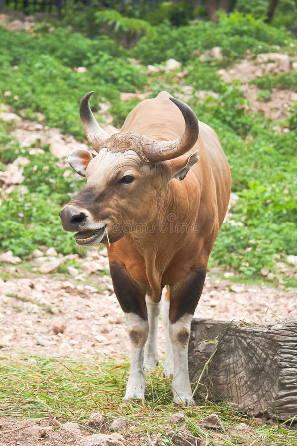 Wild cattle stock image. Image of banteng, enormous, horn - 19777777