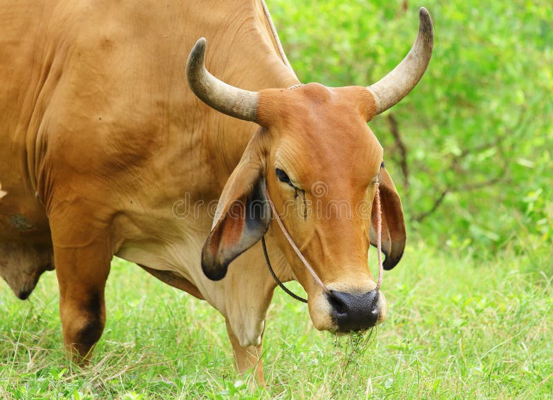 Wild cattle stock image. Image of asian, farmland, grazing - 37218109