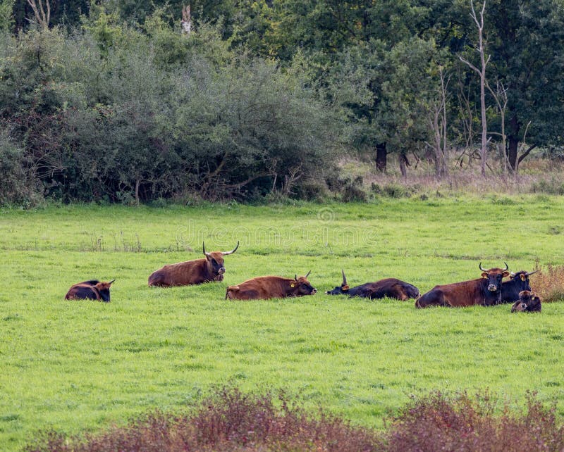 Wild Cattle on the Pasture Nature Conservation in Germany Stock Image ...