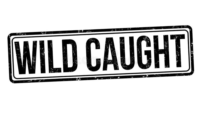 Wild-caught Flat Badge - Salmon in Fishing Net Stock Vector ...