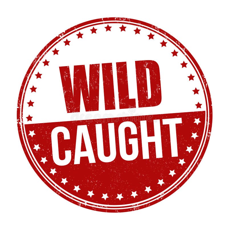 Wild caught sign or stamp stock vector. Illustration of gourmet - 149962106