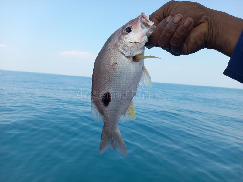 Wild Caught Spotted Snapper Stock Image - Image of wild, indonesia ...