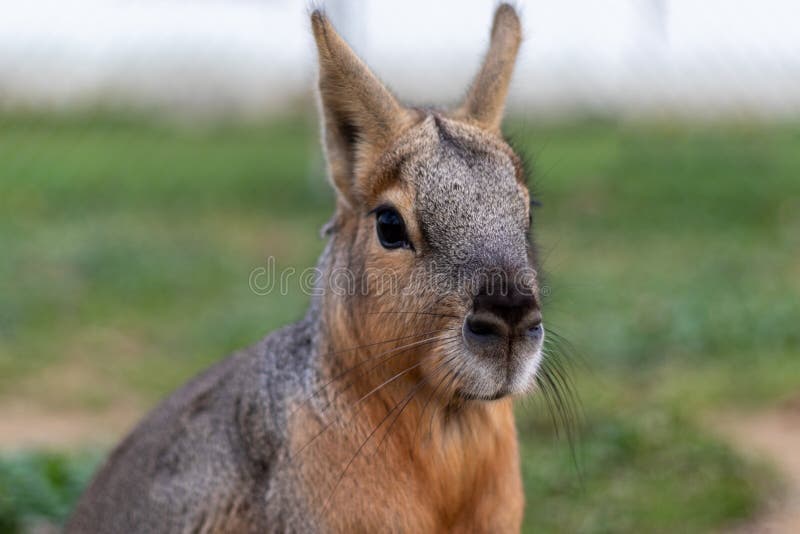 Wild Cavy Closeup Surrounded by Green Grass Stock Photo - Image of ...